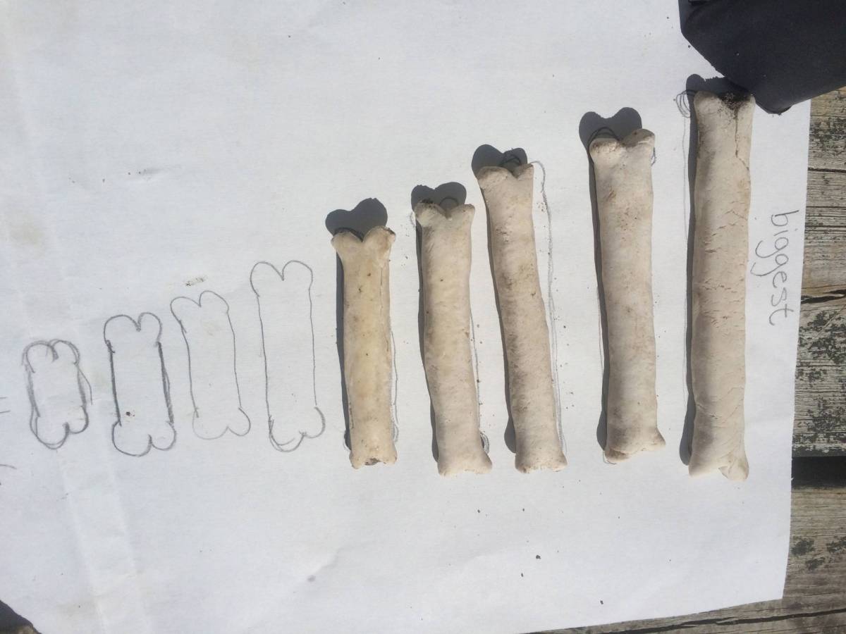 Dinosaur Bones Excavation Project – Green Kid Crafts