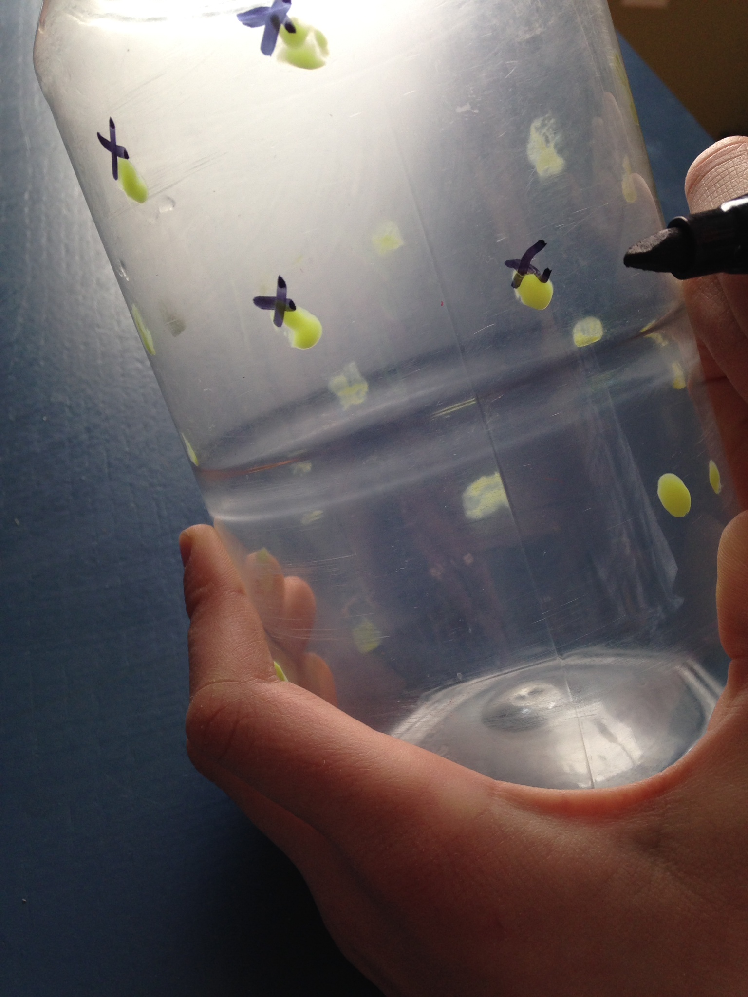 Firefly Jar Craft – Green Kid Crafts