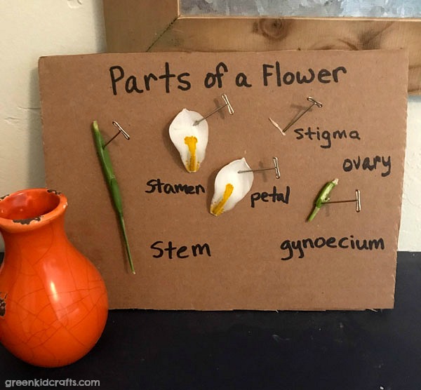 Dissecting a Flower Project for Kids – Green Kid Crafts
